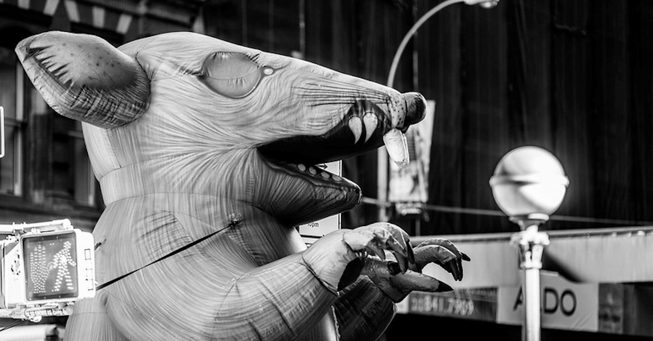 Rats Are Turning Aggressive And Cannibalistic, CDC Warns, In Scavenging ...