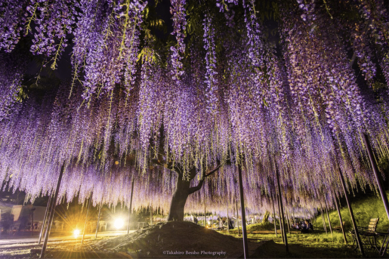 This Is The Most Beautiful Wisteria Tree In The World, And You Can ...