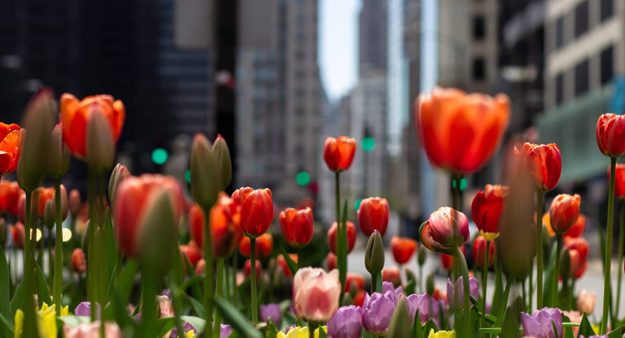 The Best Things To Do In Chicago In April This Year | 2025 Guide