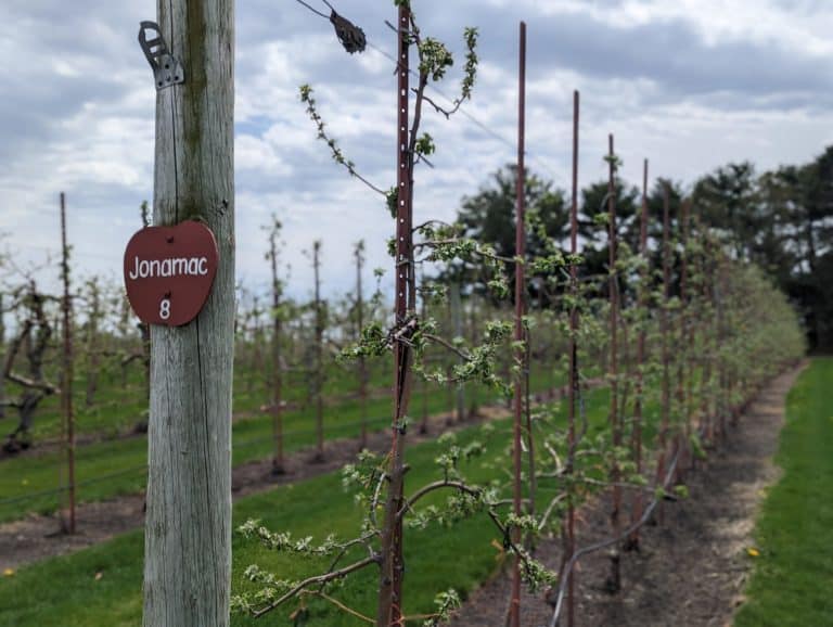 10 Best Orchards For Apple Picking Near Chicago This Fall