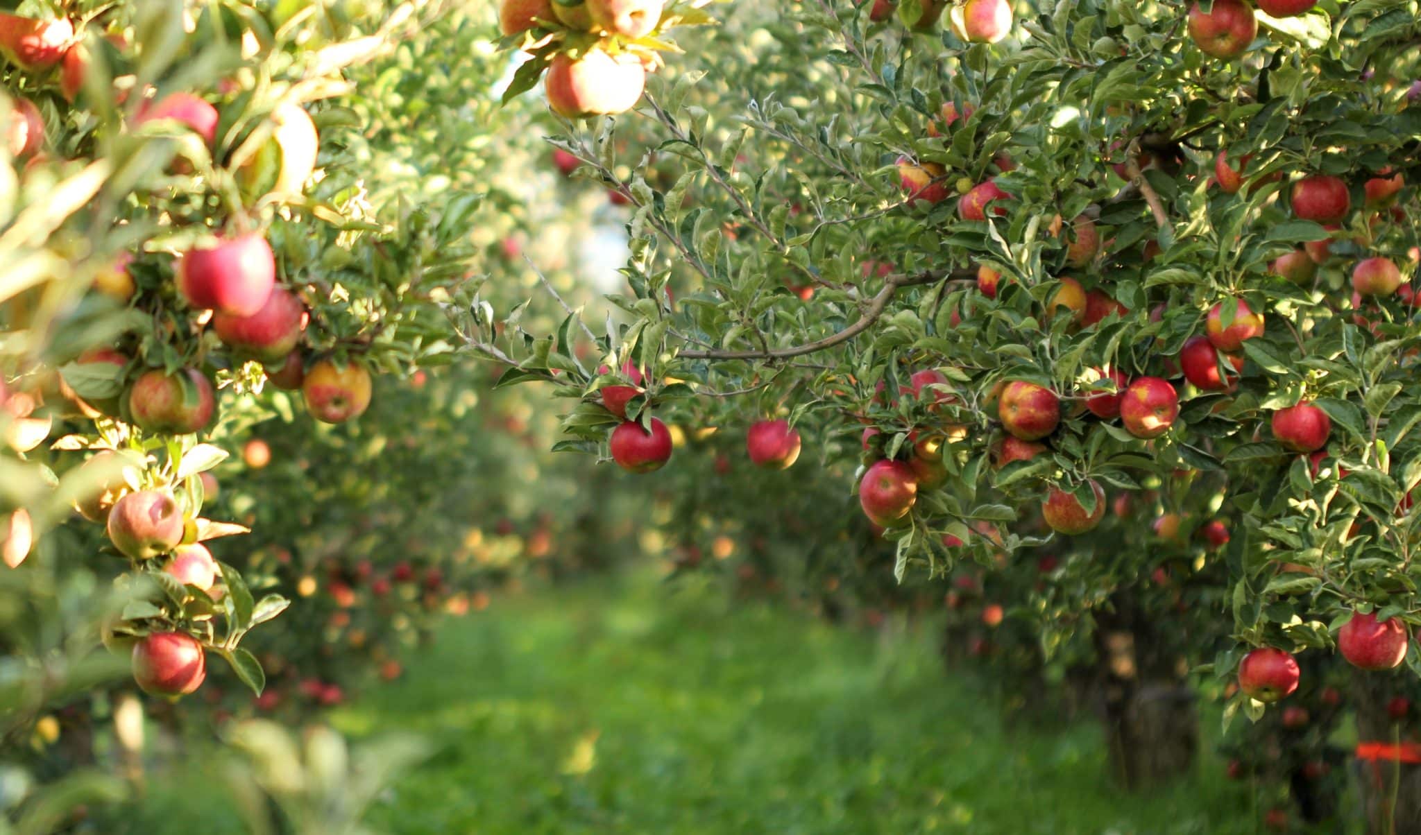 10 Best Orchards For Apple Picking Near Chicago This Fall