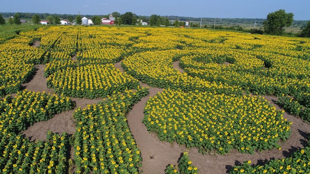 Richardson Farm's 'World's Largest Corn Maze' Is Back With A New Theme