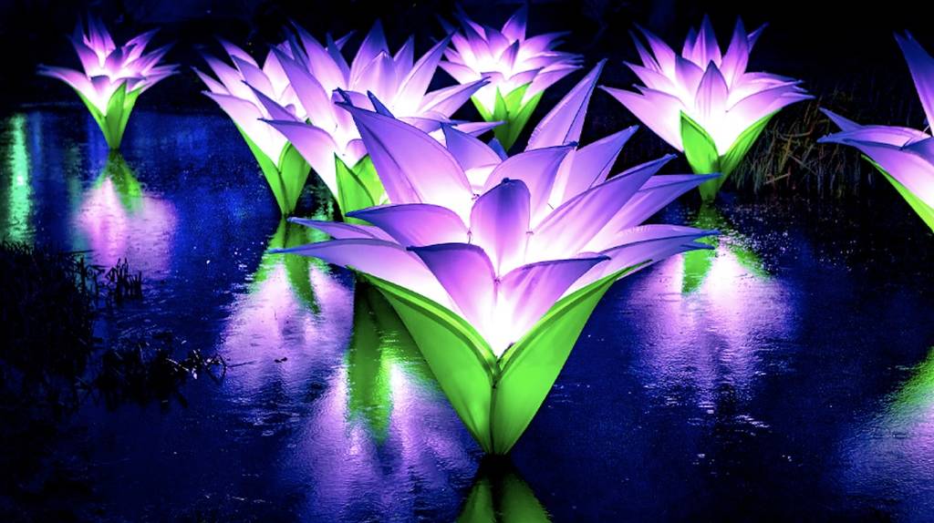 The Top Christmas Light Shows To See In Chicago Right Now