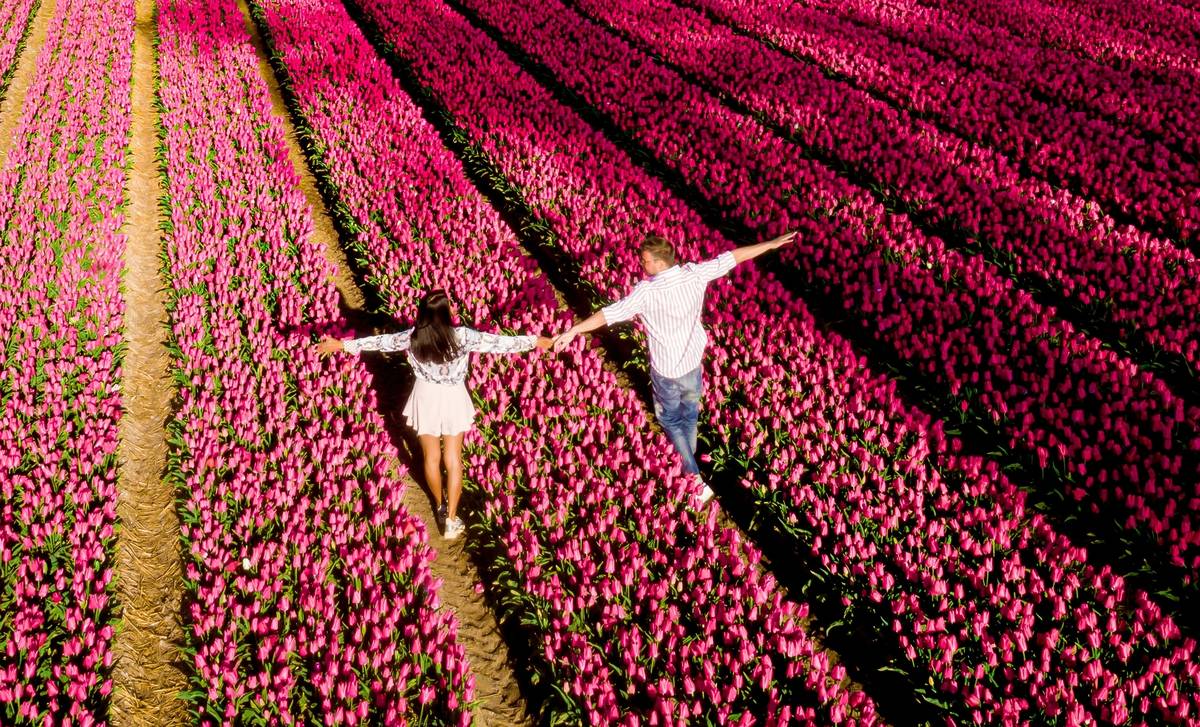 Walk Through A Sea Of Blooms At Richardson Farm's Tulip Festival
