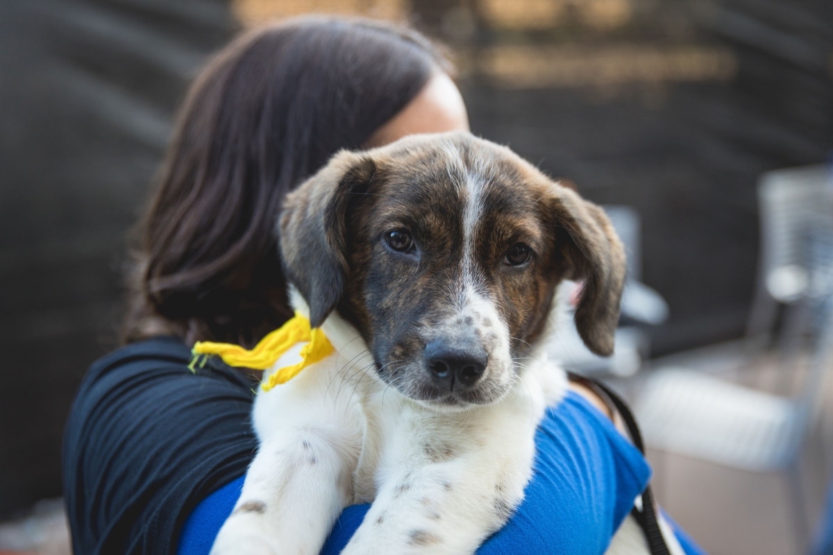 PAWS Chicago to host Spring Adopt-a-Thon this weekend