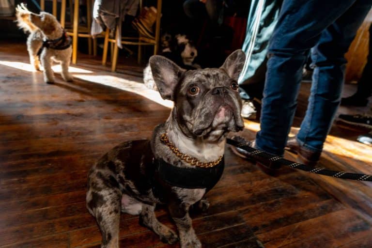 Celebrate National Dog Day Today At These Free Dog-Friendly Events