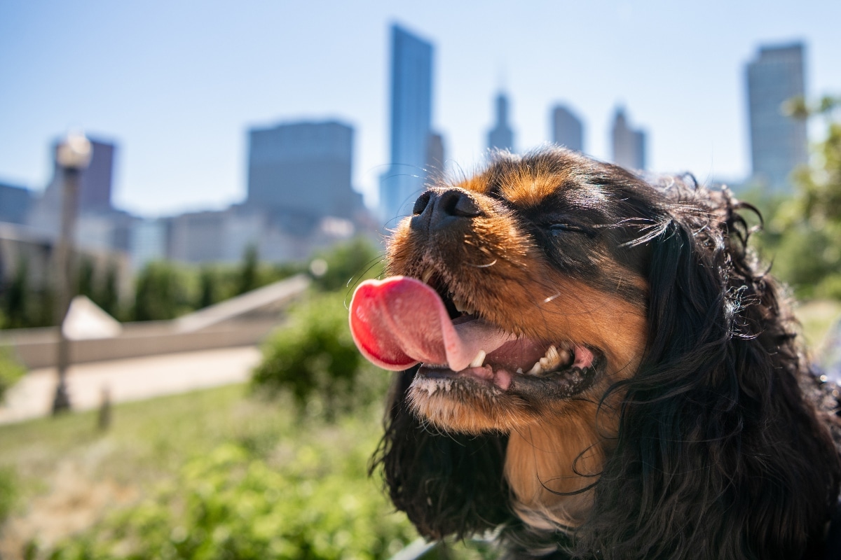 Celebrate National Dog Day Today At These Free Dog-Friendly Events