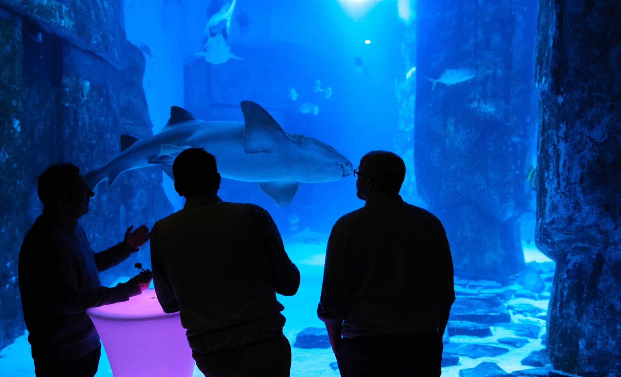 Shedd Aquarium's After Hours House Parties Return Tonight