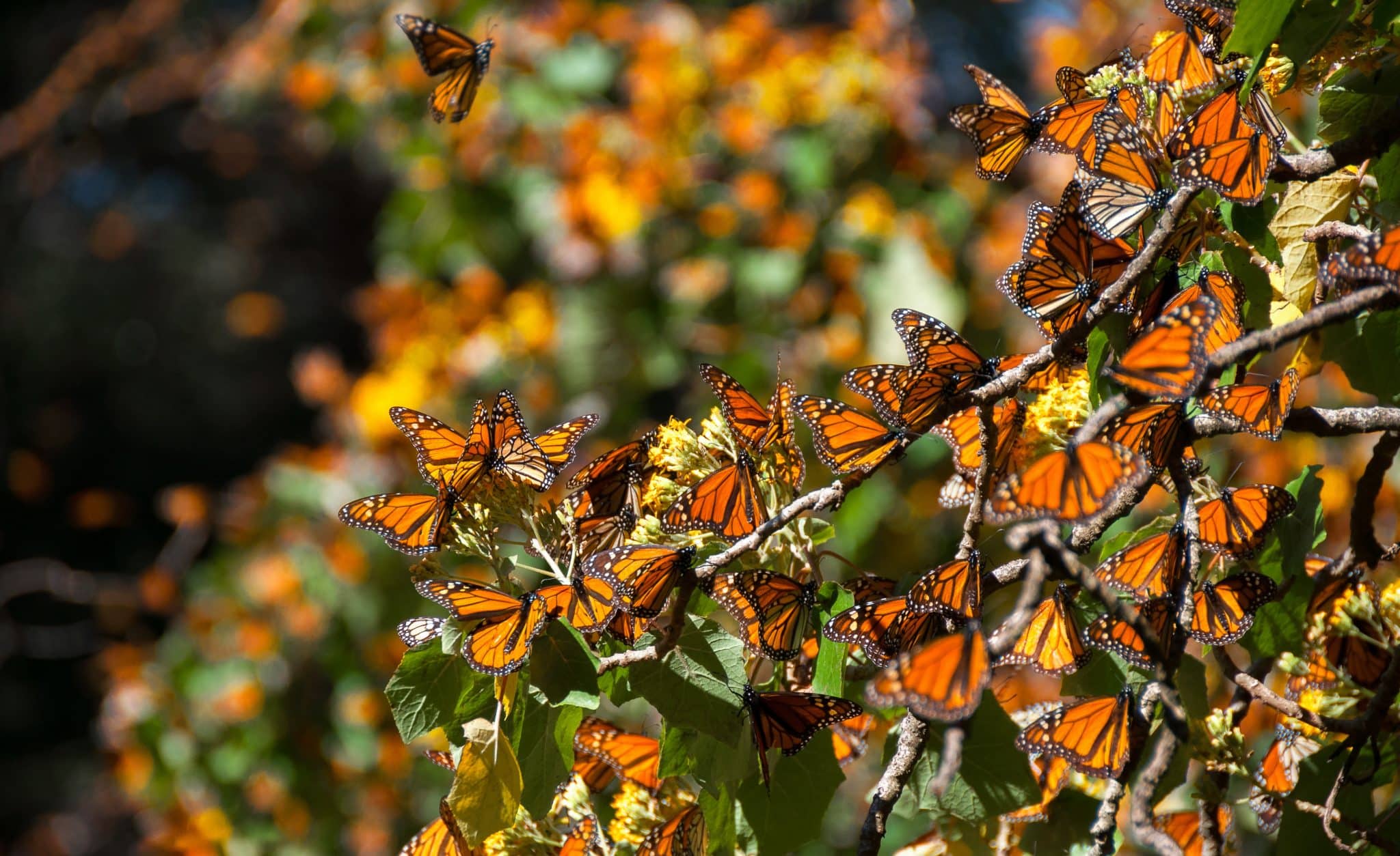 Thousands Of Monarch Butterflies Will Migrate Through Chicago This Weekend
