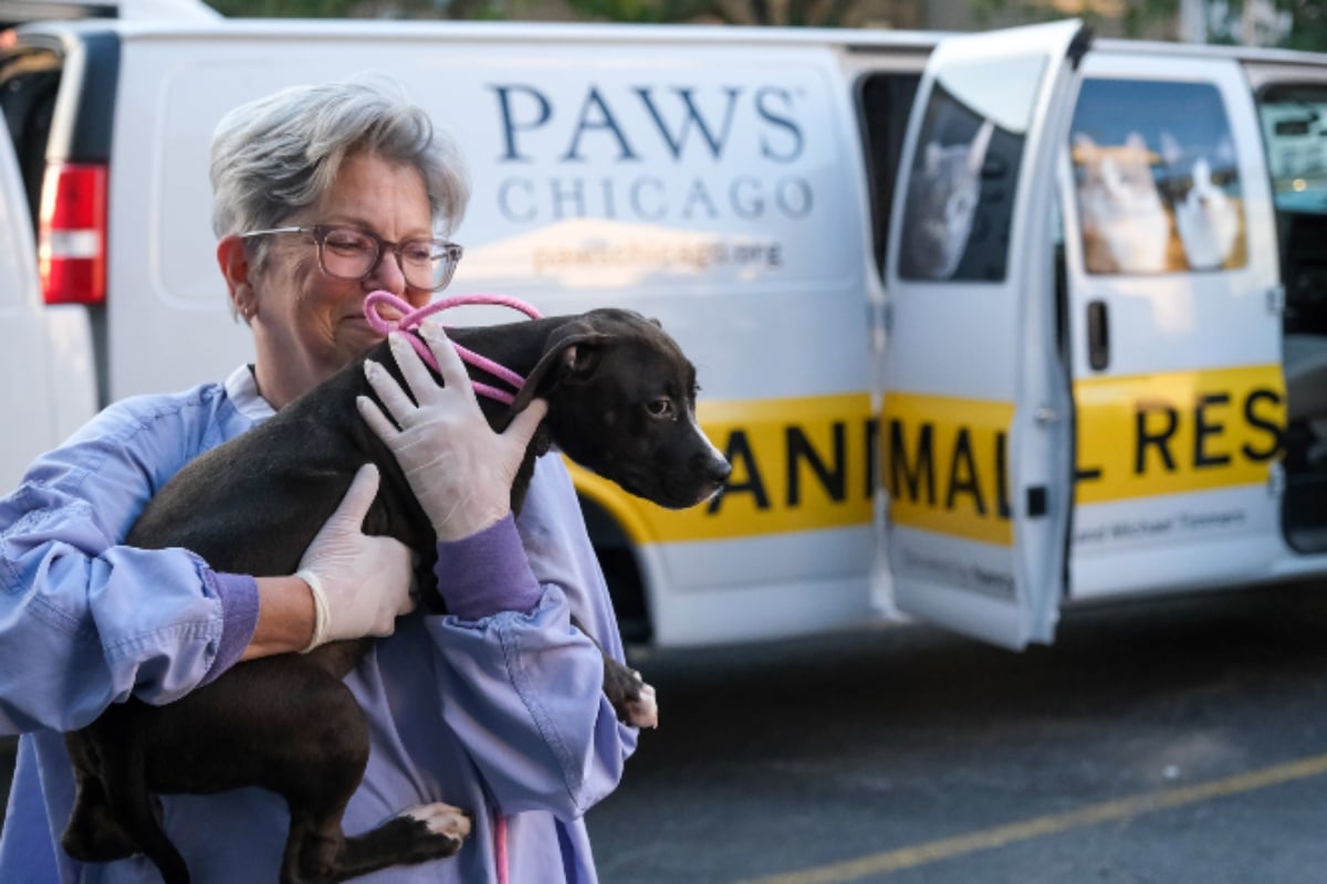 Displaced Pets Are Being Brought From Florida To Chicago Amidst ...