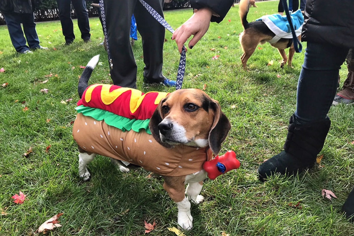 Dress Your Pets Up In Costume For The Annual Streeterville Halloween ...