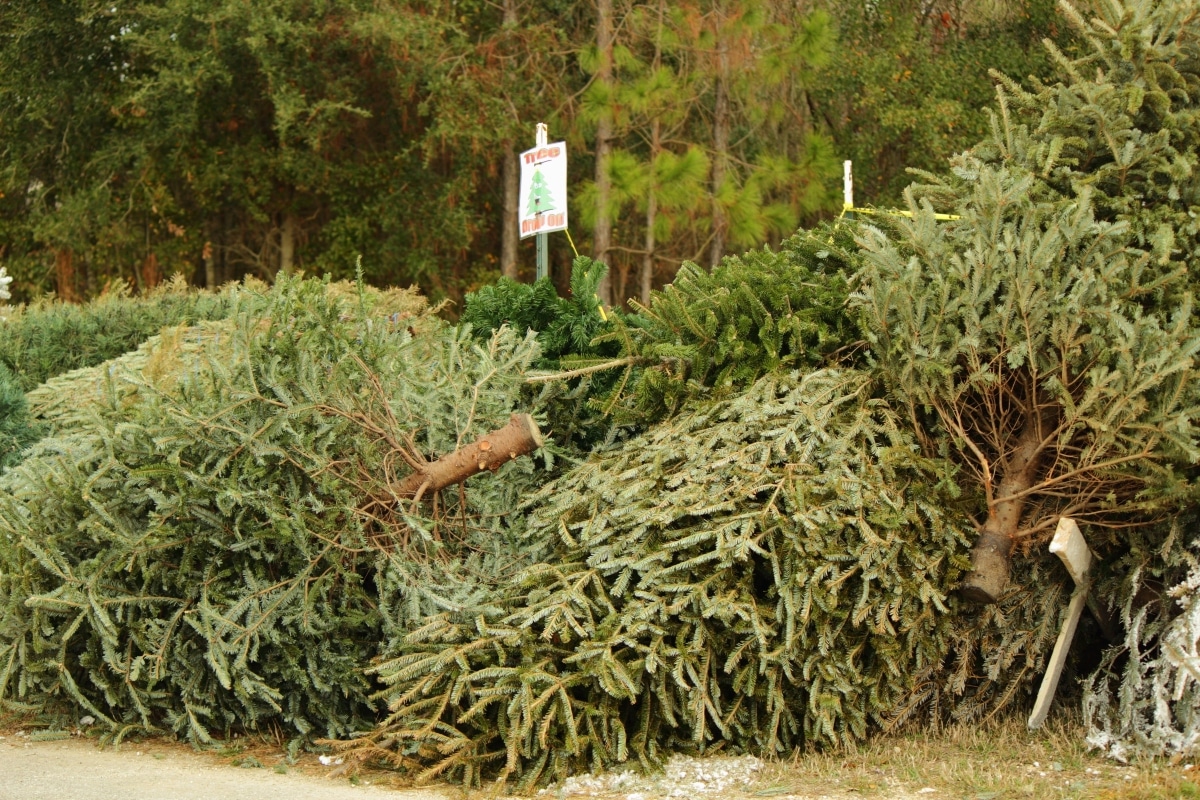 Turn Your Christmas Tree Into Mulch With Chicago's Annual Recycling Program