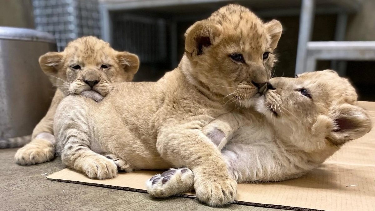 Lincoln Park Zoo's Lion Cubs Have Made Their Debut, Here's How To See Them