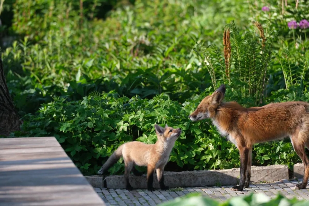 A Cute Fox Family Finds A Home In Millennium Park