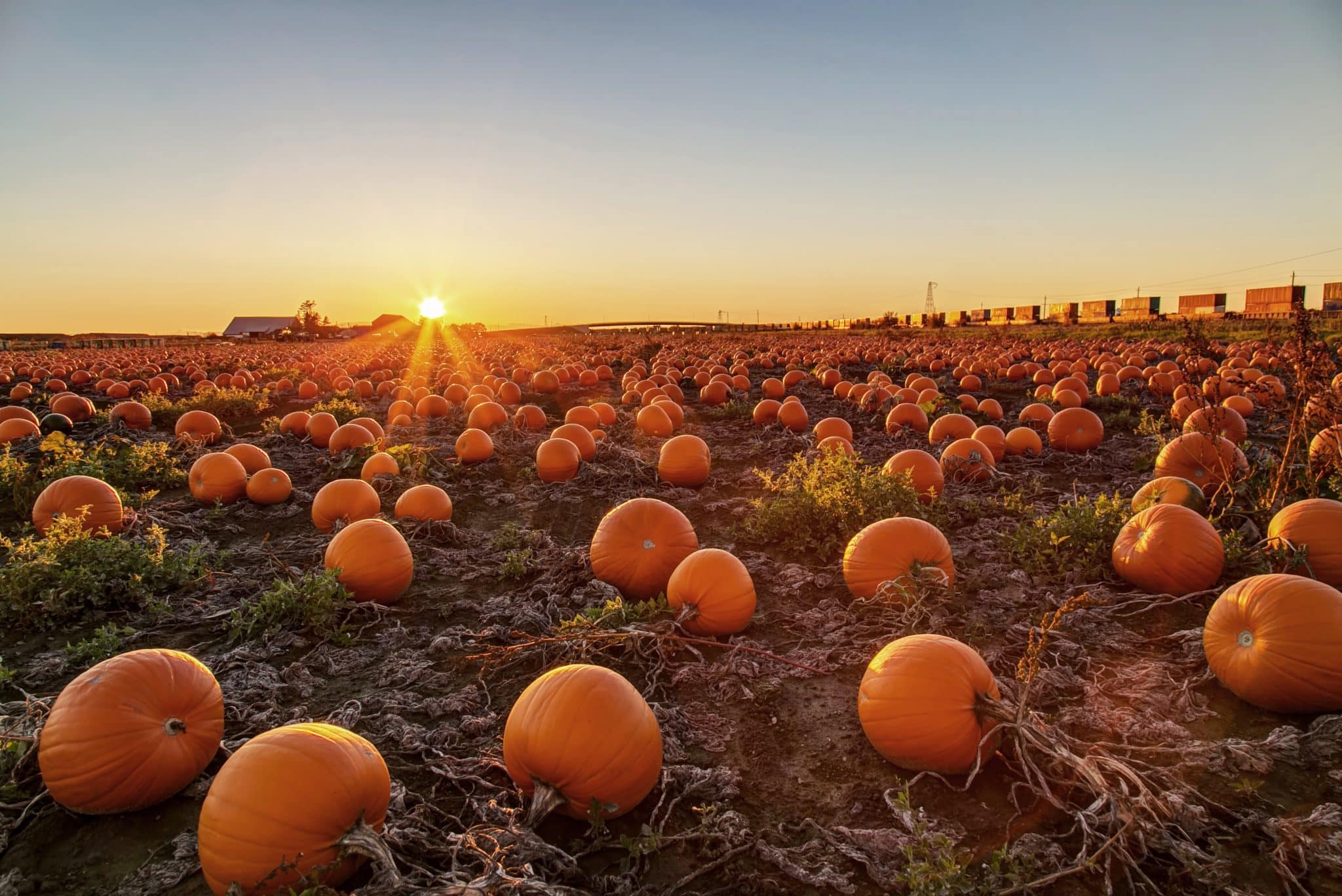 Los Mejores Huertos De Calabazas De Chicago A Los Que Ir Este Otoño