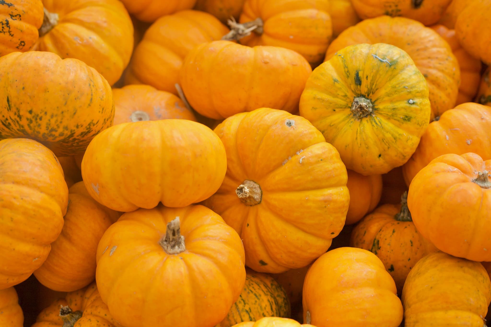 The Best Chicago Pumpkin Patches To Head To This Fall