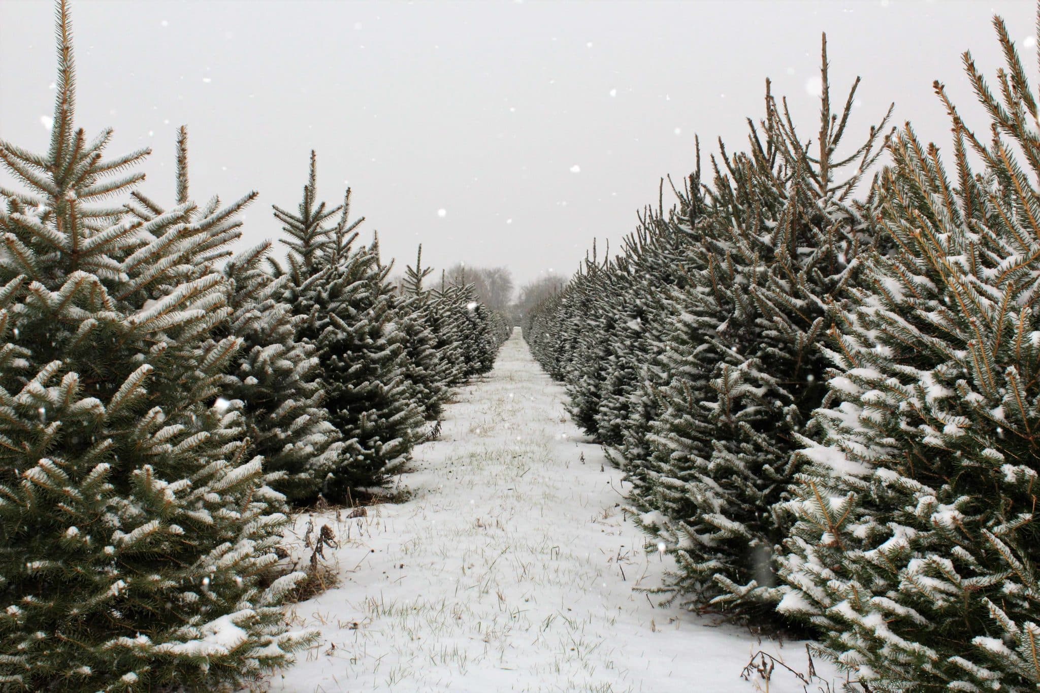 Here Are The Best Christmas Tree Farms Near Chicago 2025