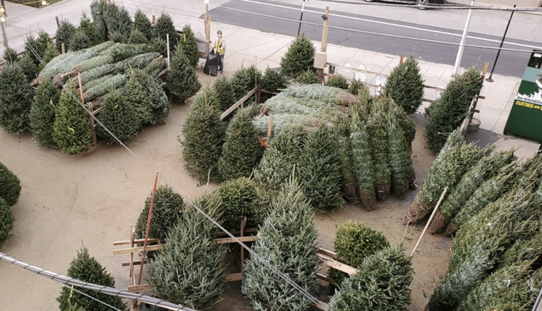 Your Guide to Christmas Tree Shopping in Chicago