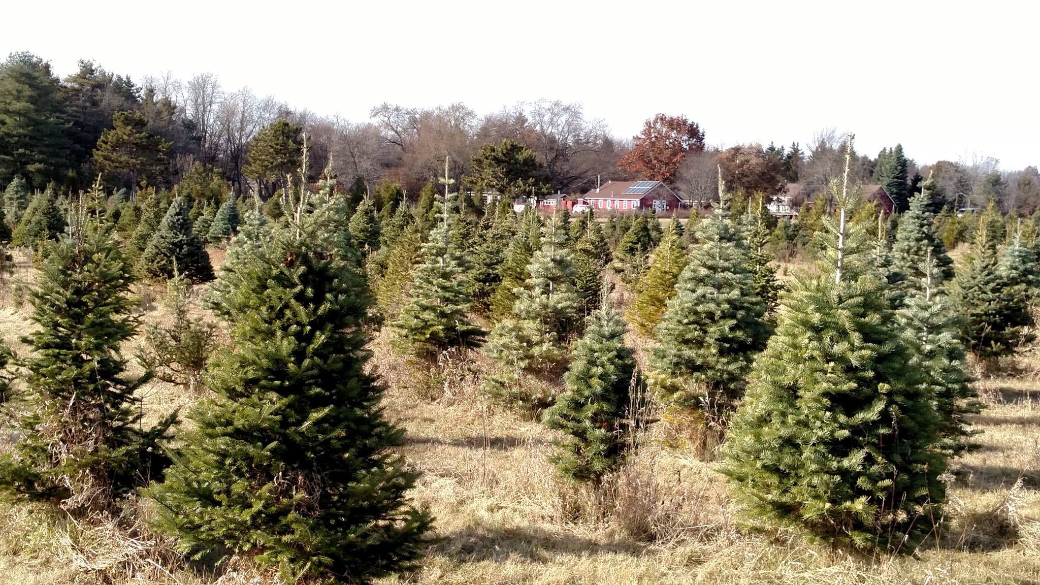 Here Are The Best Christmas Tree Farms Near Chicago 2025