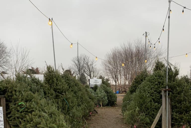 Here Are The Best Christmas Tree Farms Near Chicago 2025