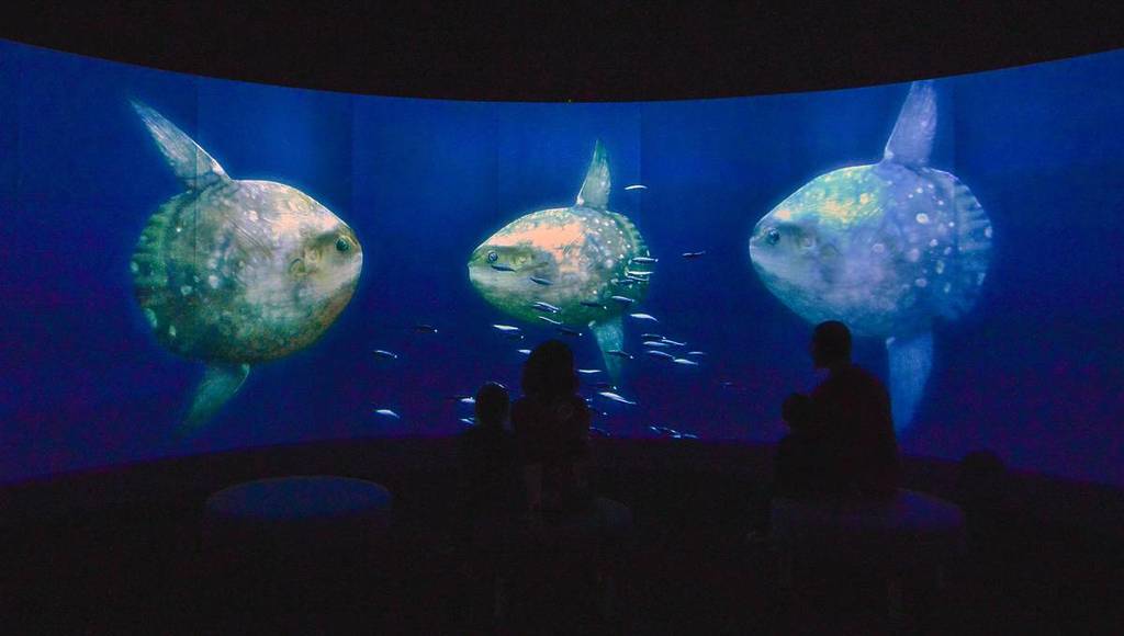 Dive Deep At Field Museum's New 'Unseen Oceans' Exhibition