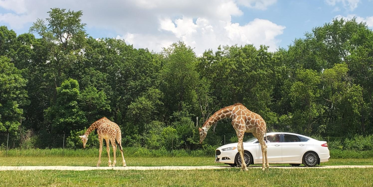 The Lake Geneva Safari Near Chicago Is Now Open