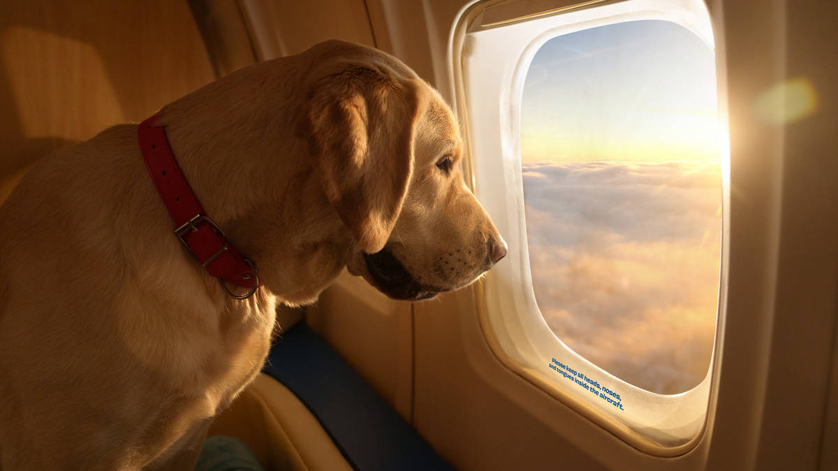 A New Airline Designed For Dogs To Take Off In Chicago This Year