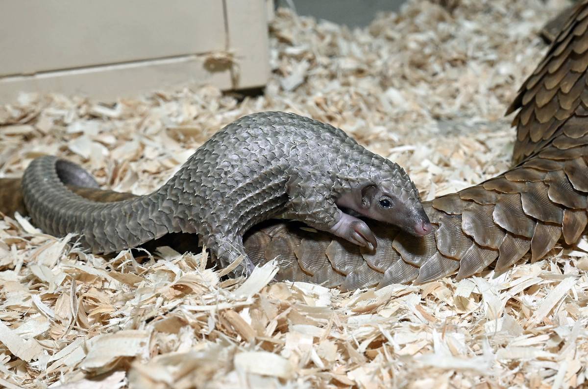 Meet The Newest Additions to Chicago's Zoos