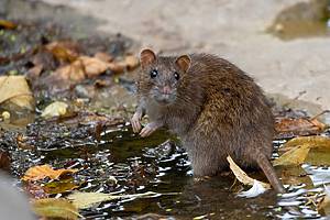 Chicago Neighborhood to Launch Rat Birth Control Program