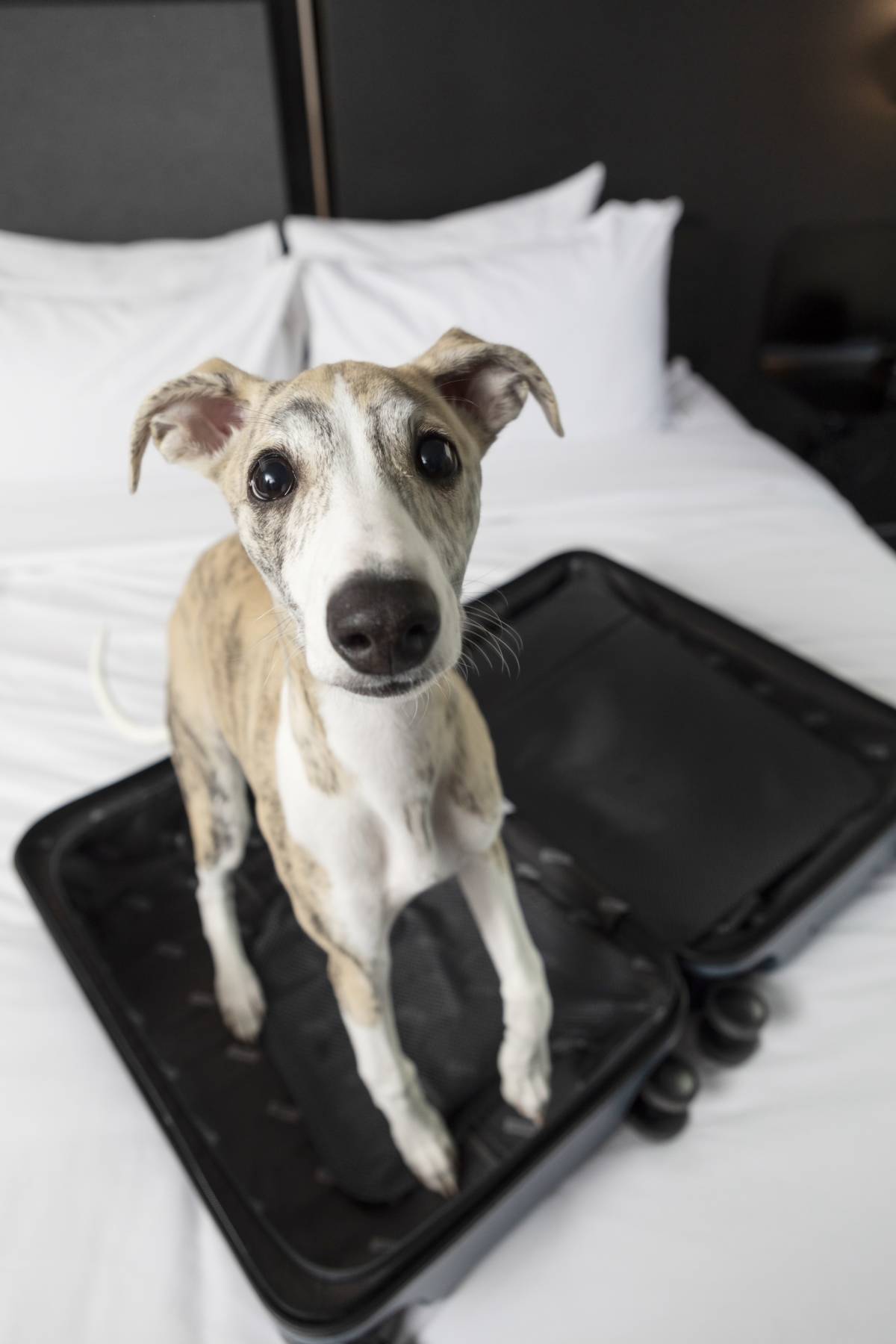 Here Are The Best Pet-Friendly Hotels in Chicago