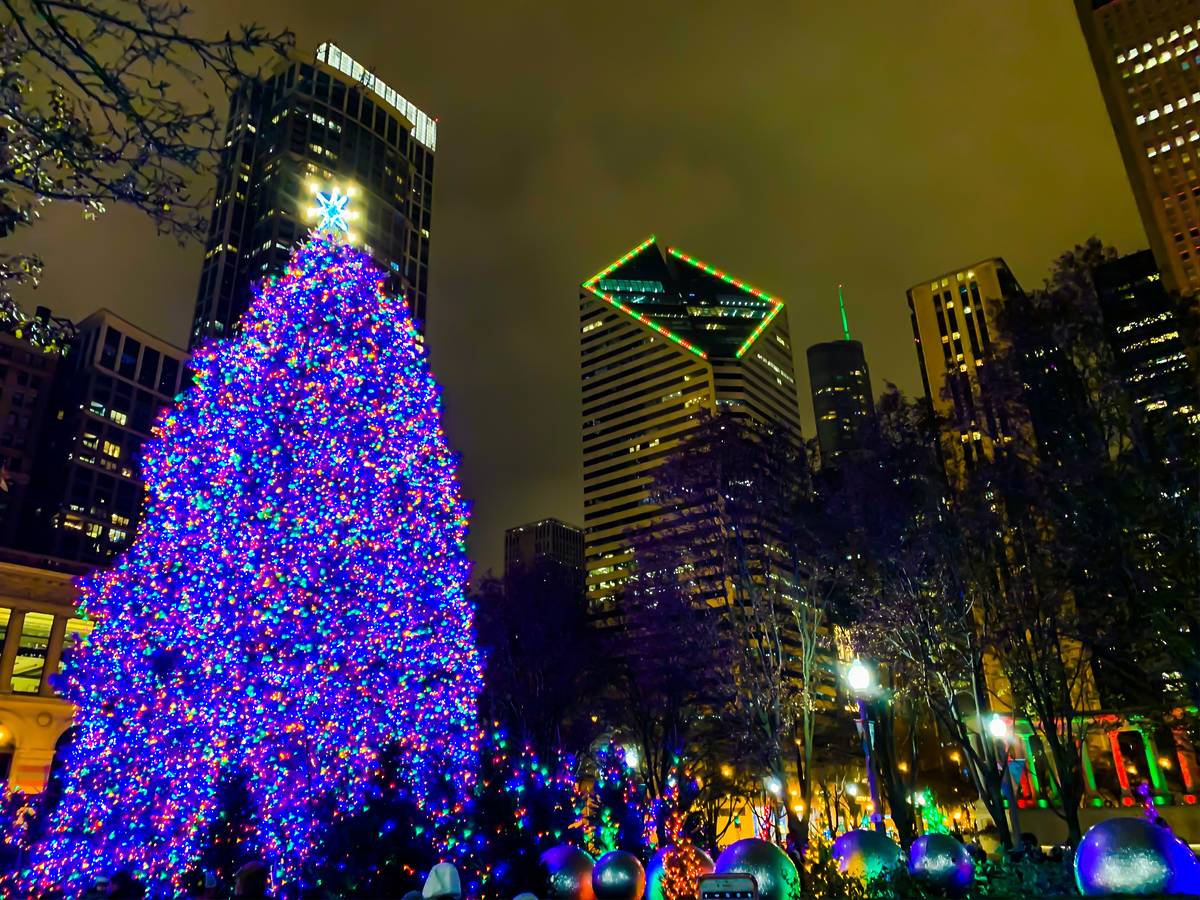 Norwegian Spruce Chosen as Chicago's 2025 Christmas Tree