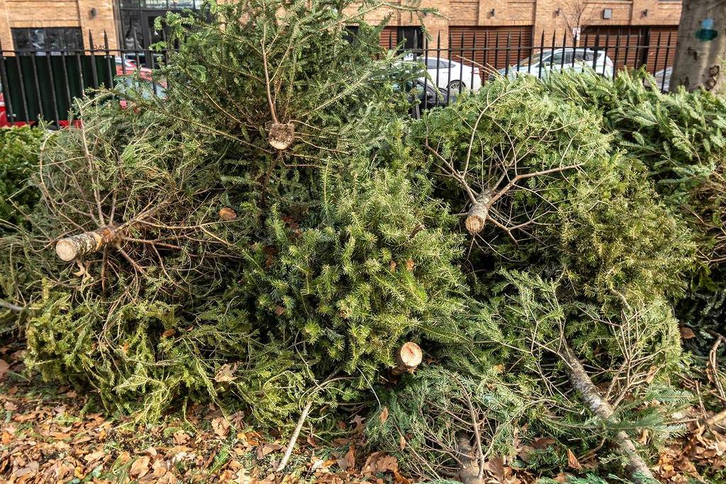 Here's Where You Can Recycle Your Christmas Tree in Chicago