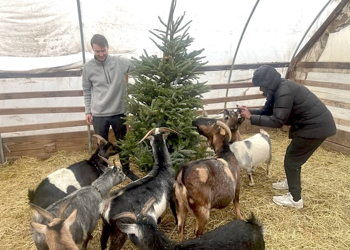 Local Farm Turns Christmas Tree Donations Into Goat Feed