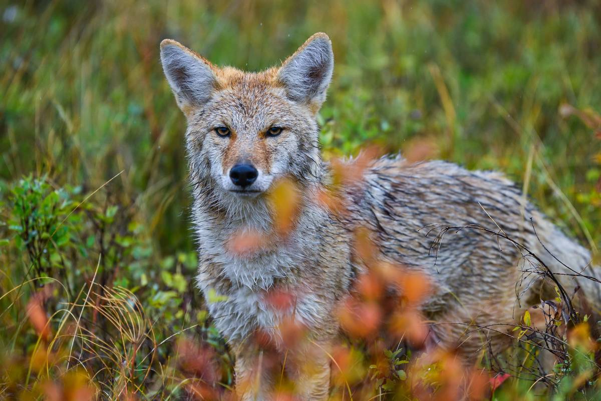 What's behind the Recent Surge in Coyote Sightings in Chicago