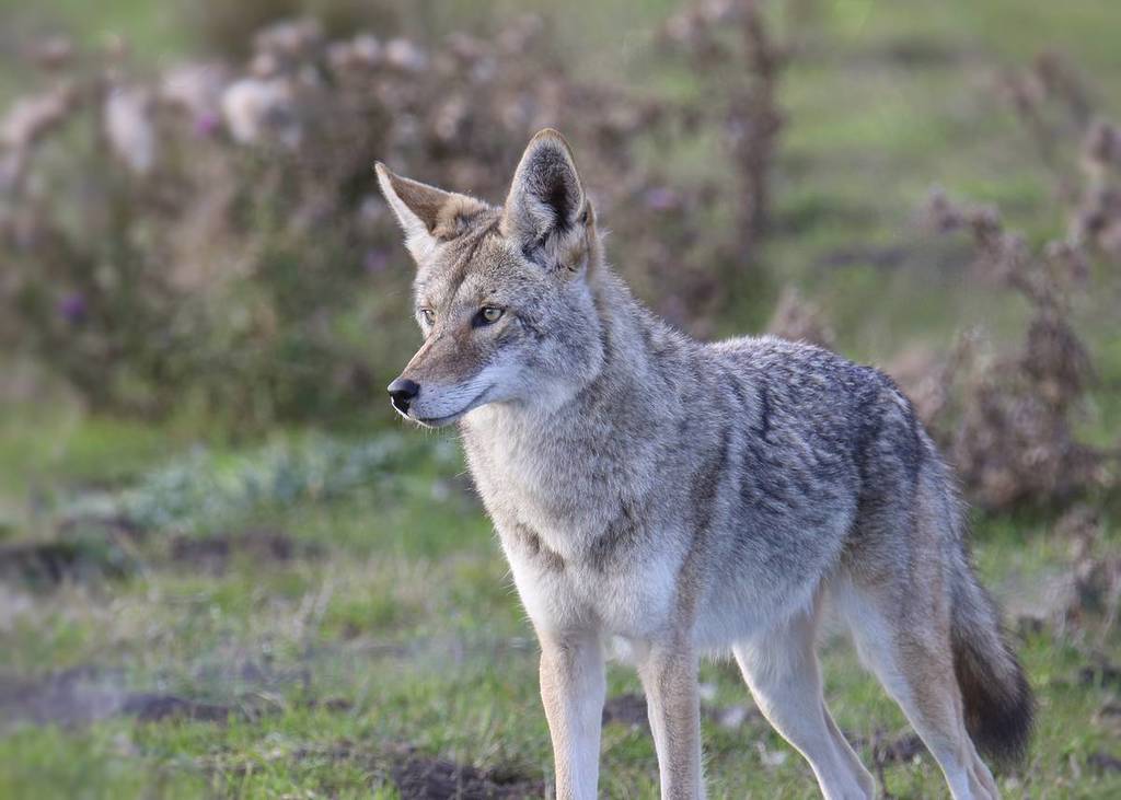 What's behind the Recent Surge in Coyote Sightings in Chicago
