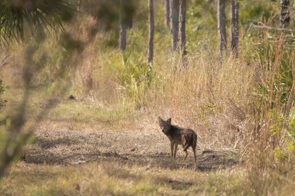 What's behind the Recent Surge in Coyote Sightings in Chicago