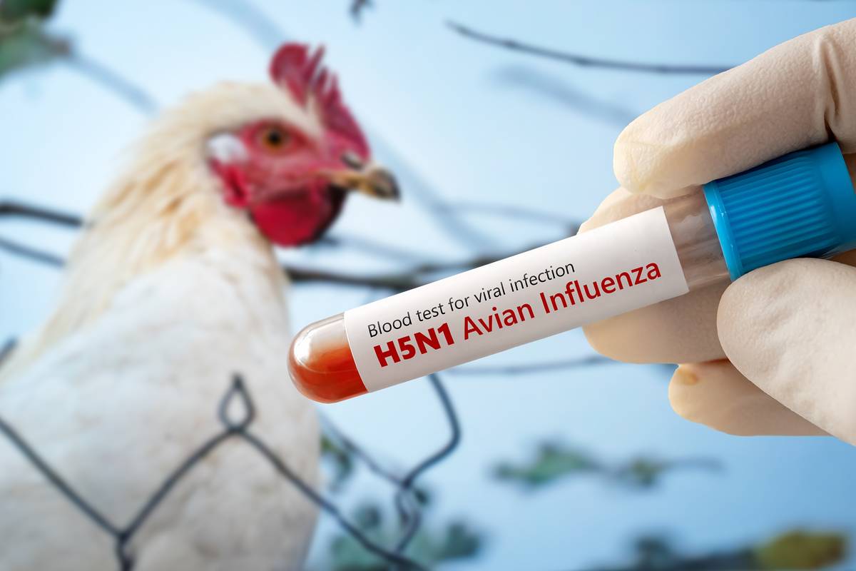 Bird Flu Detected in Illinois: Here's Everything You Need to Know