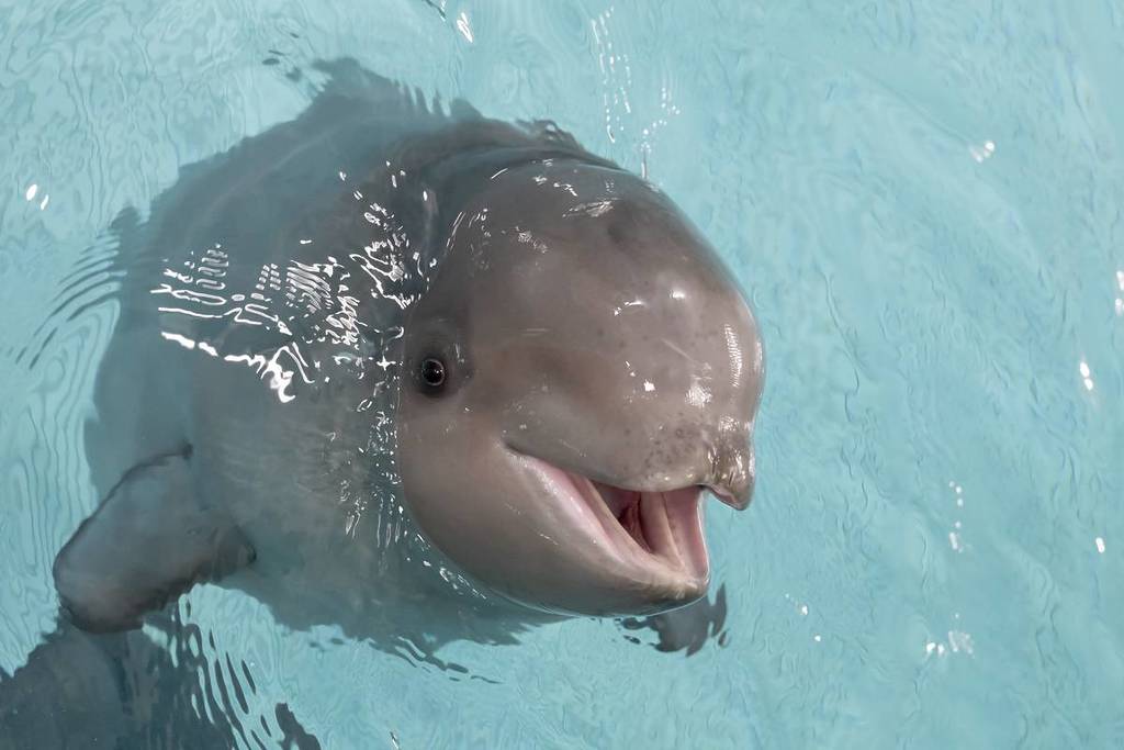 Help the Shedd Aquarium Name its New Baby Beluga