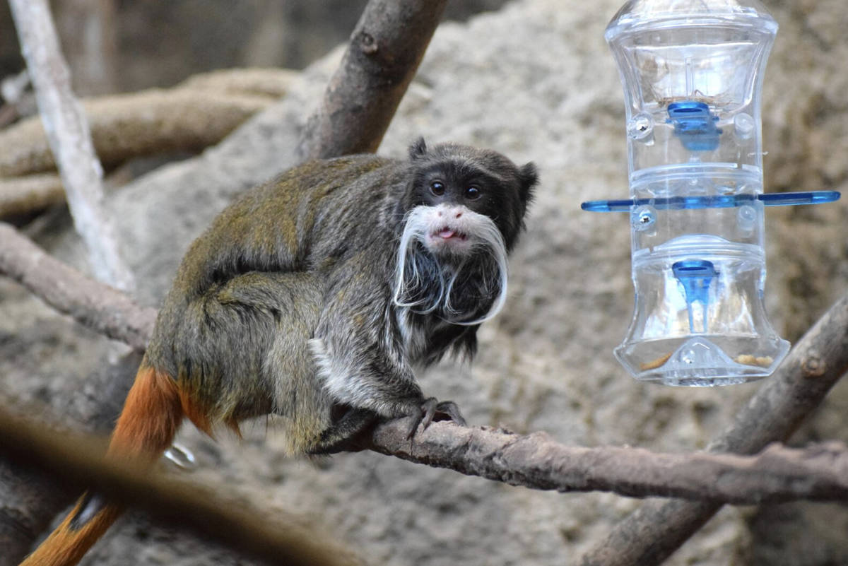 Say Hello to the Lincoln Park Zoo's Latest Primate Arrivals