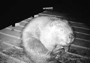 Meet the Viral South Side Beaver—And Help Name Her