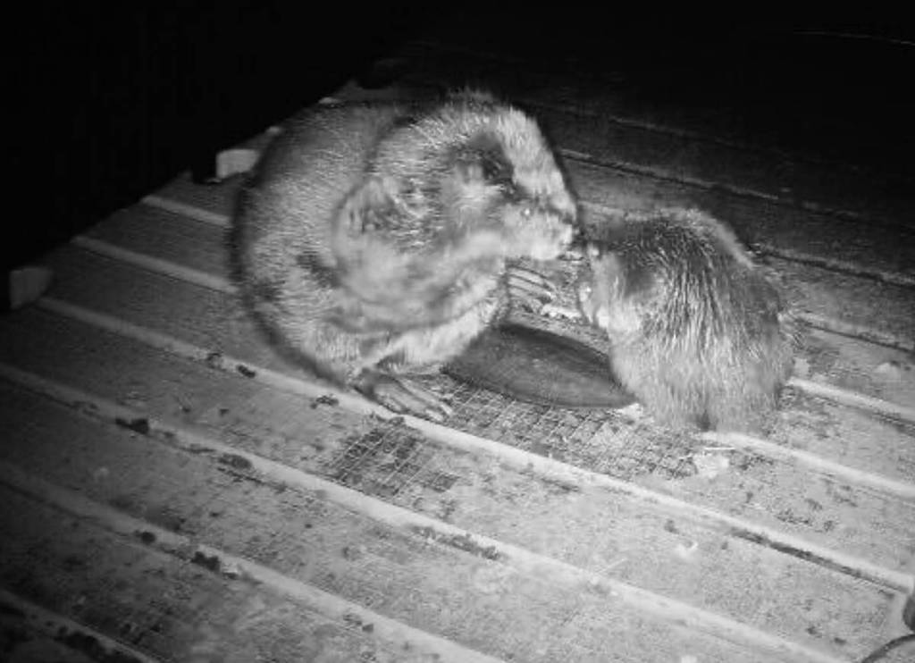 Meet the Viral South Side Beaver—And Help Name Her