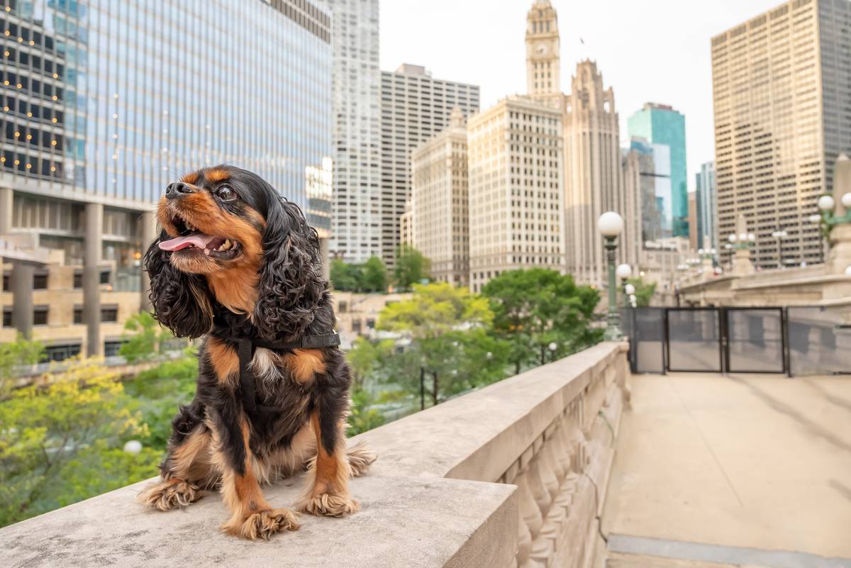 Cuanto Cuesta Registrar Un Perro En Chicago