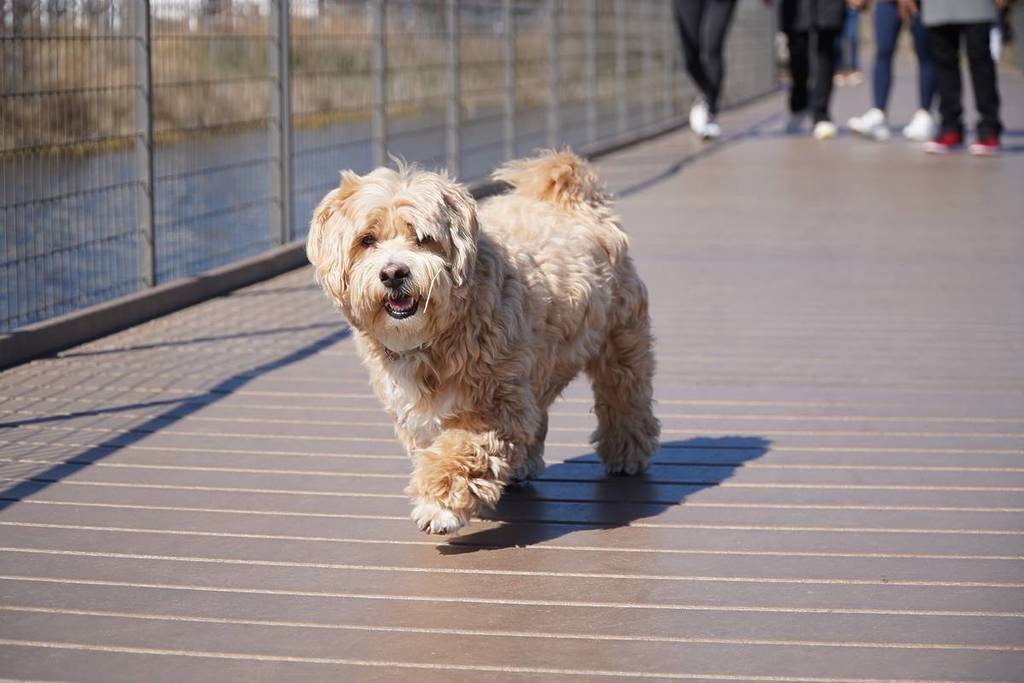 Estas son las razas de perros más populares en Chicago para 2025