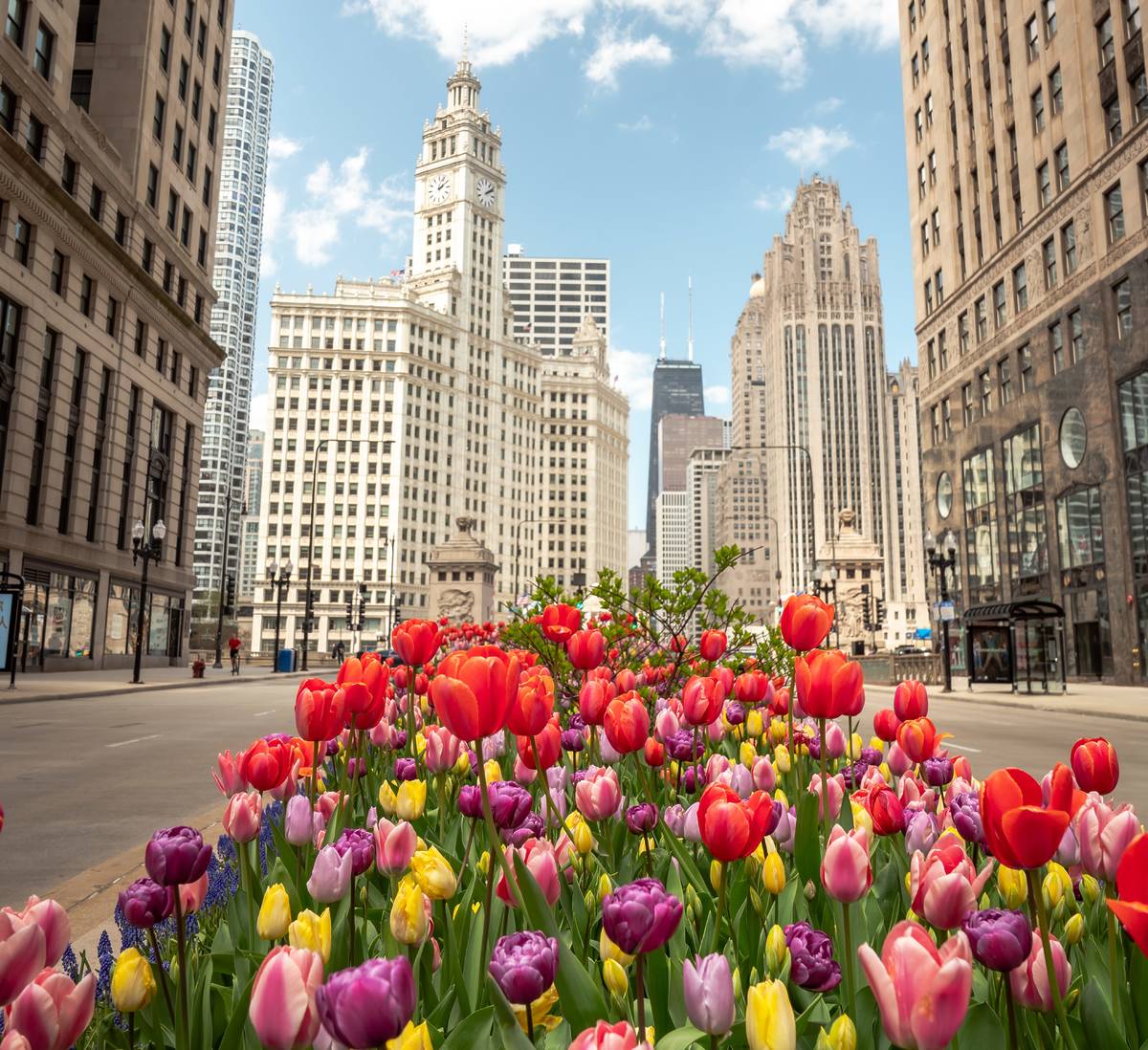 Where to See Spring Flowers in Chicago This Season