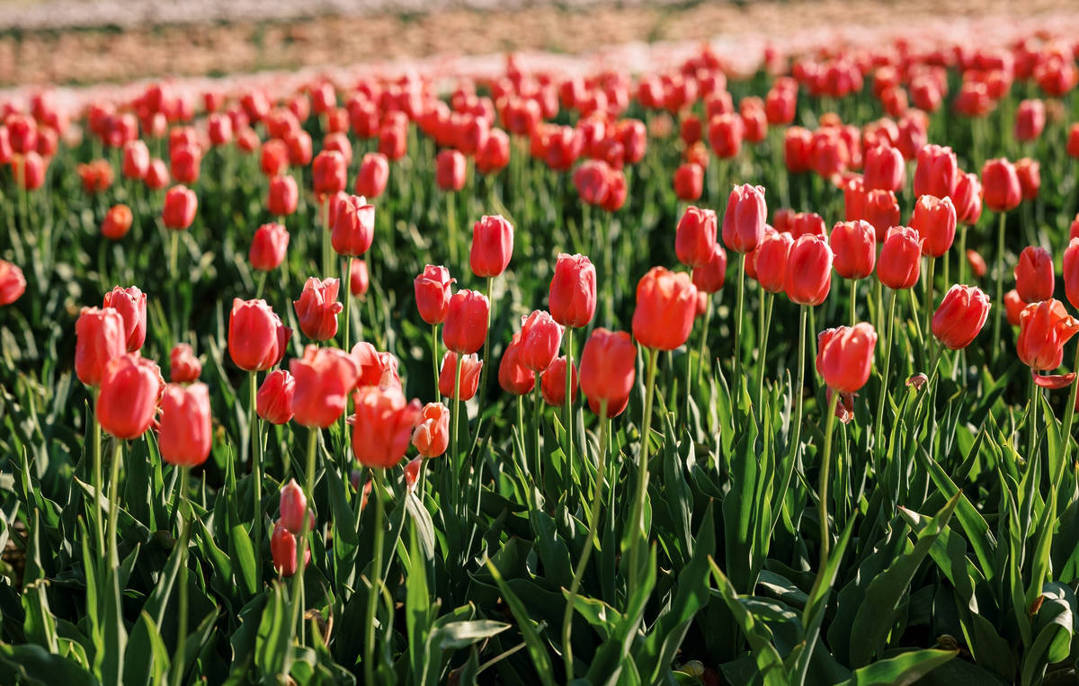 The Best Flower Fields Near Chicago That Are A Drive Away