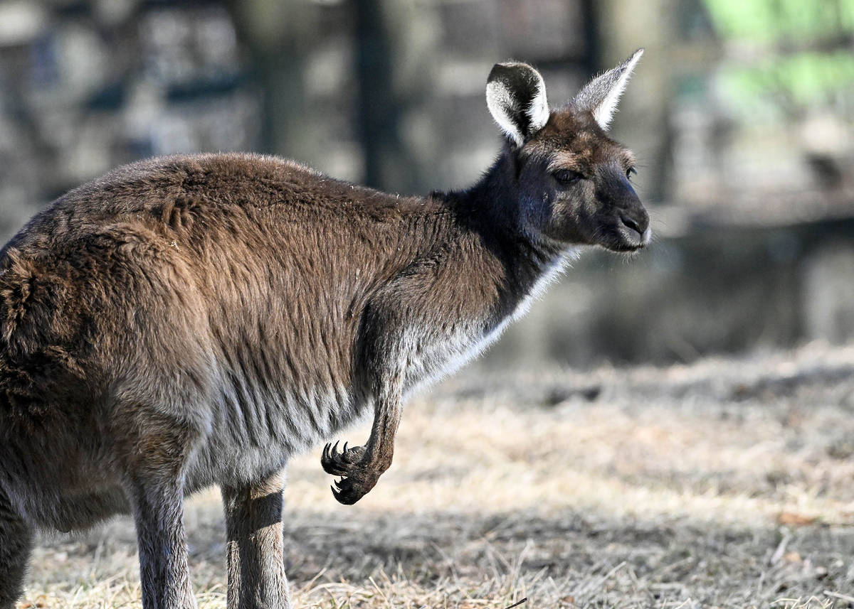 Spring Surprise at the Brookfield Zoo—These Baby Animals Are Too Cute ...