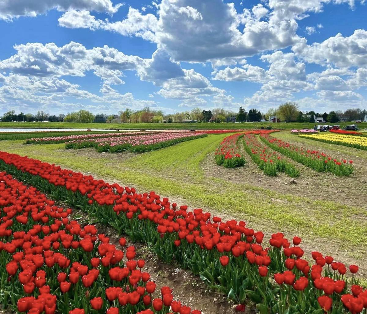 Celebrate Spring at the Largest Tulip Festival in Illinois—Just a Short ...