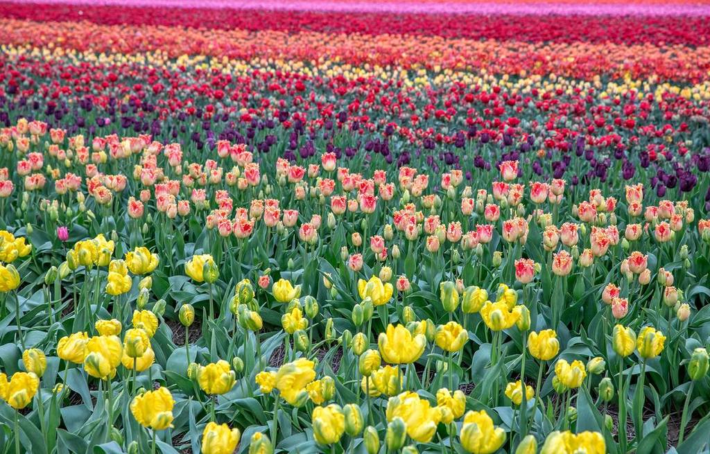 Celebrate Spring at the Largest Tulip Festival in Illinois—Just a Short ...