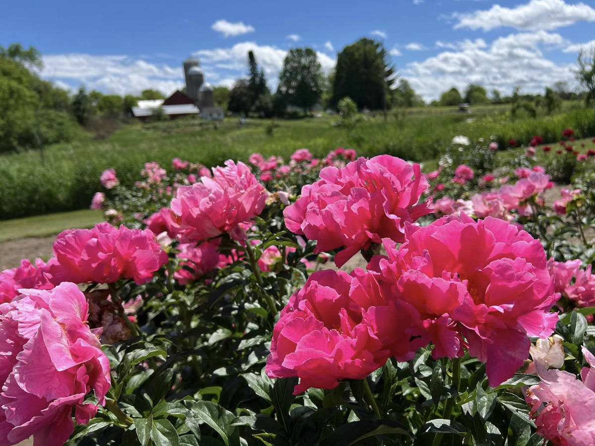 This Peony Farm is the Perfect Day Trip From Chicago