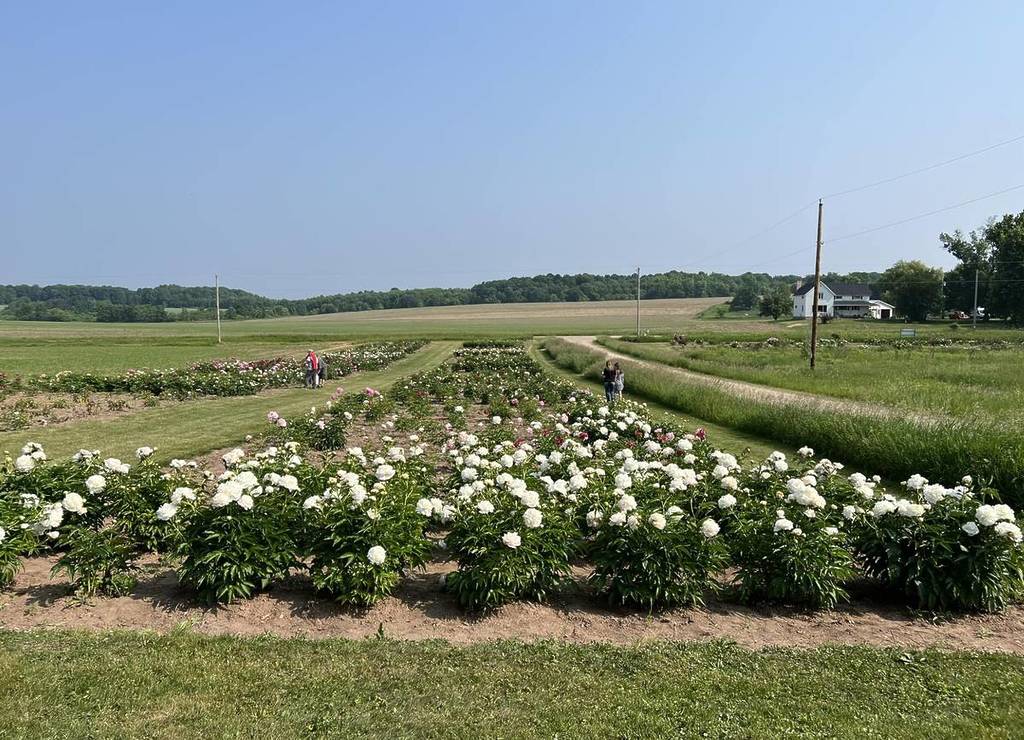 This Peony Farm is the Perfect Day Trip From Chicago